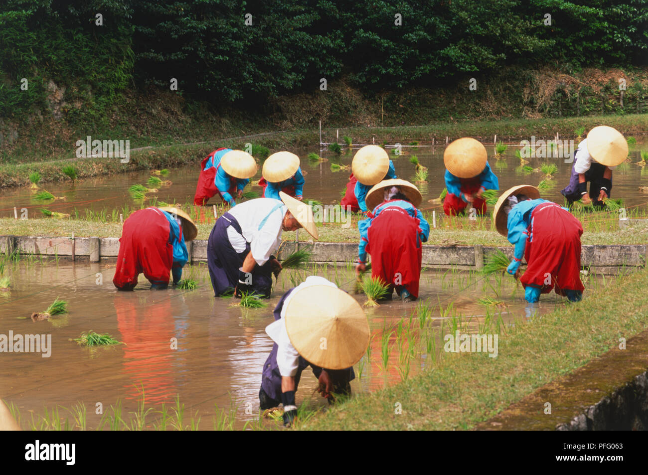 Japan, rice pickers wearing hats and colourful clothes working in field ...
