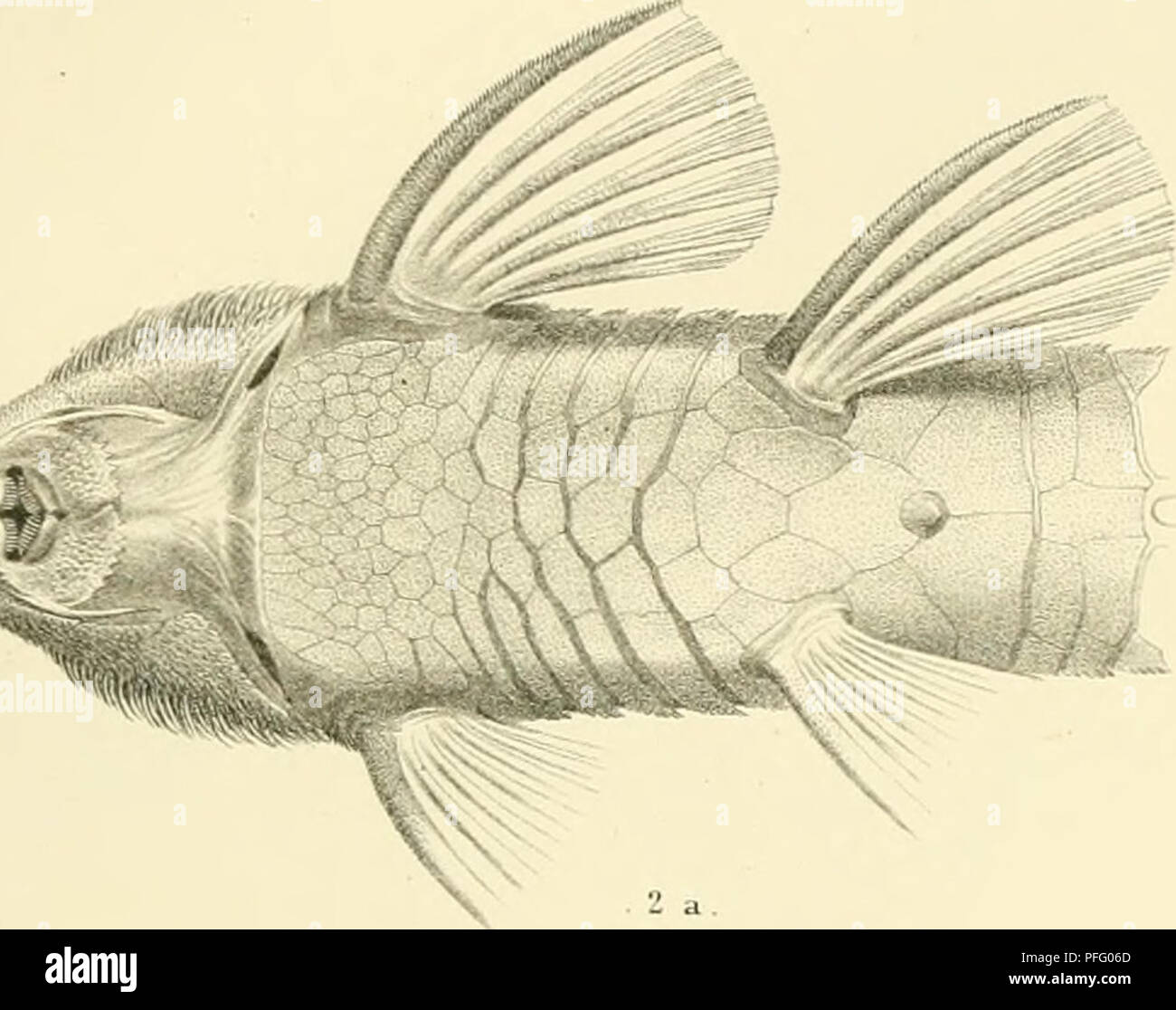 A report from the Kaiserliche Akademie der Wissenschaften in Vienna ...