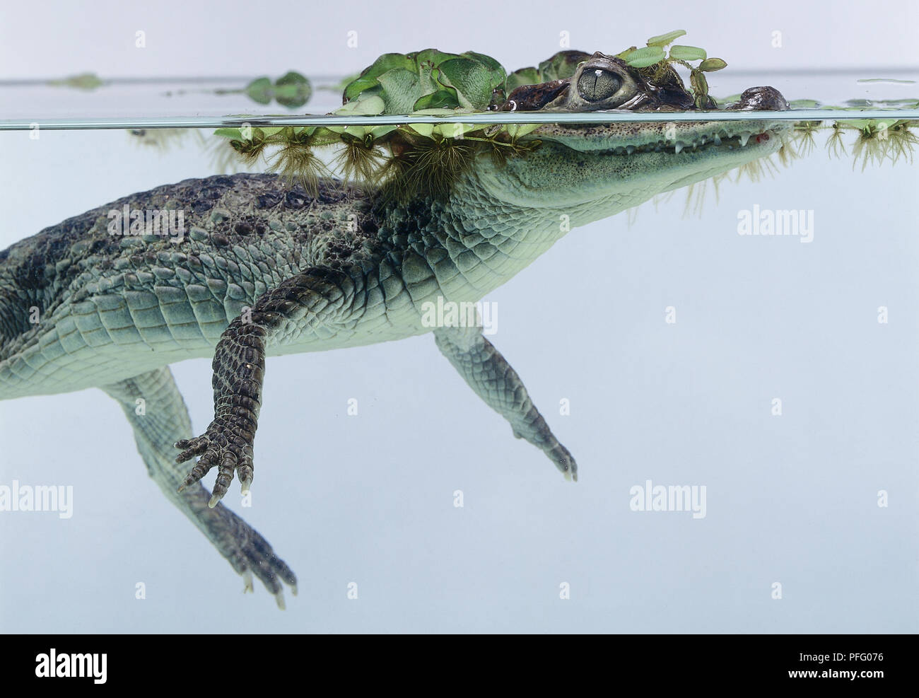 Caiman underwater hi-res stock photography and images - Alamy
