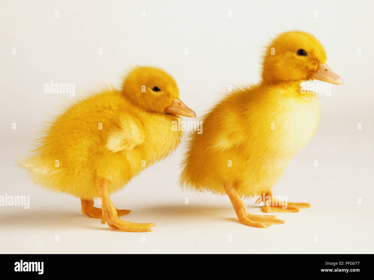 Two yellow birds hi-res stock photography and images - Alamy