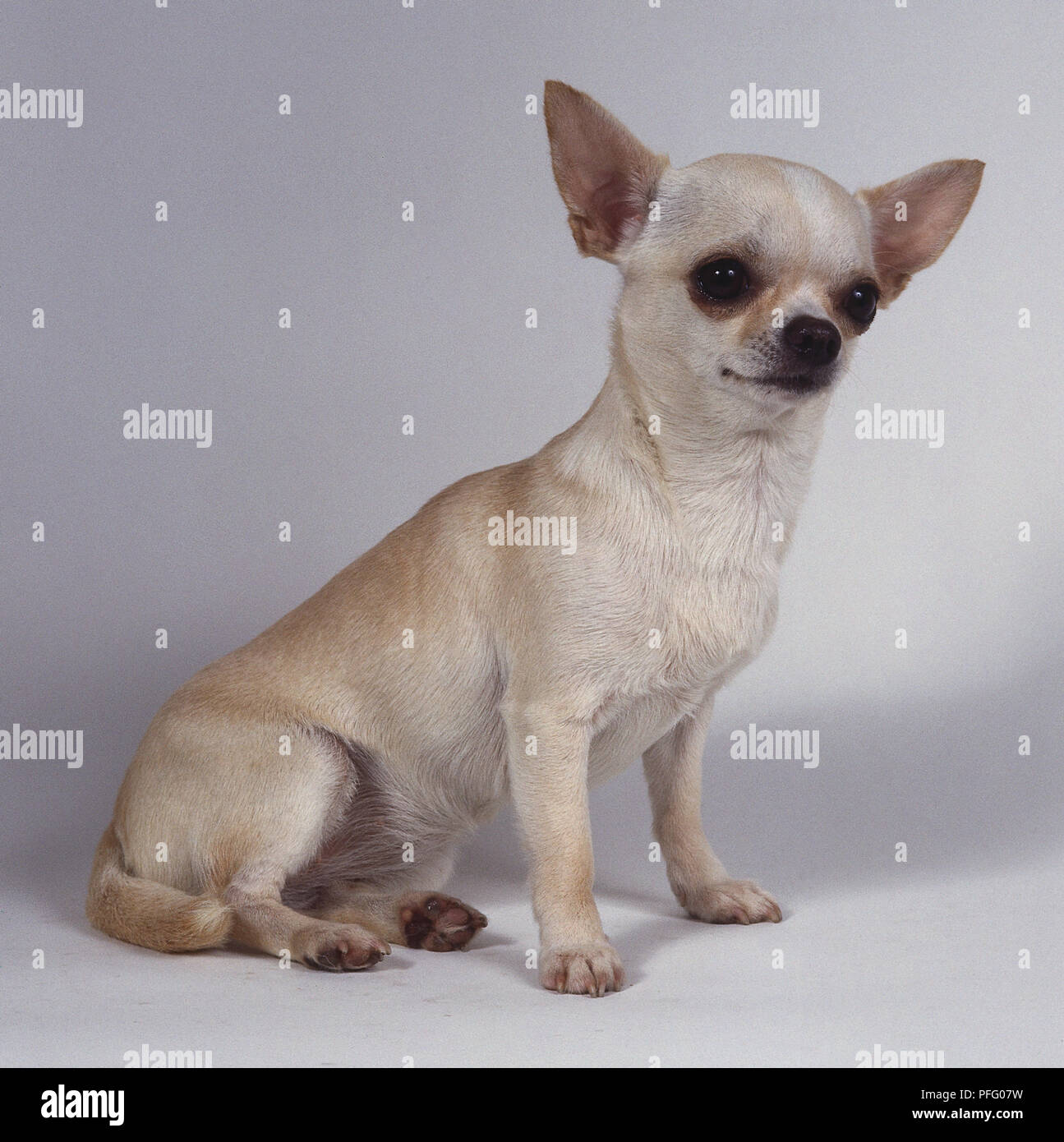 Worlds Smallest Adult Dog
