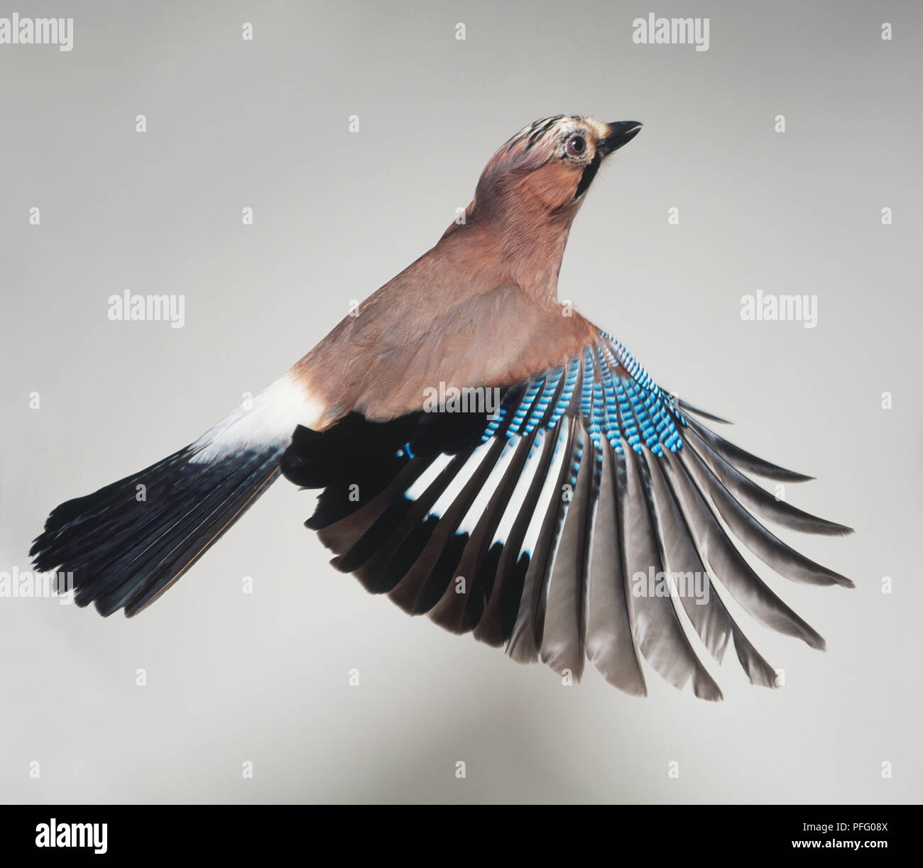 Blue Jay Wings Spread