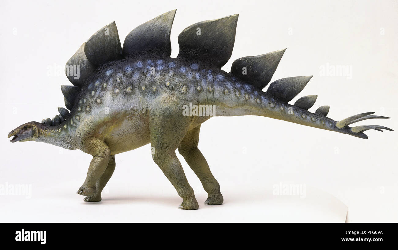 Side view of Stegosaurus Stock Photo - Alamy