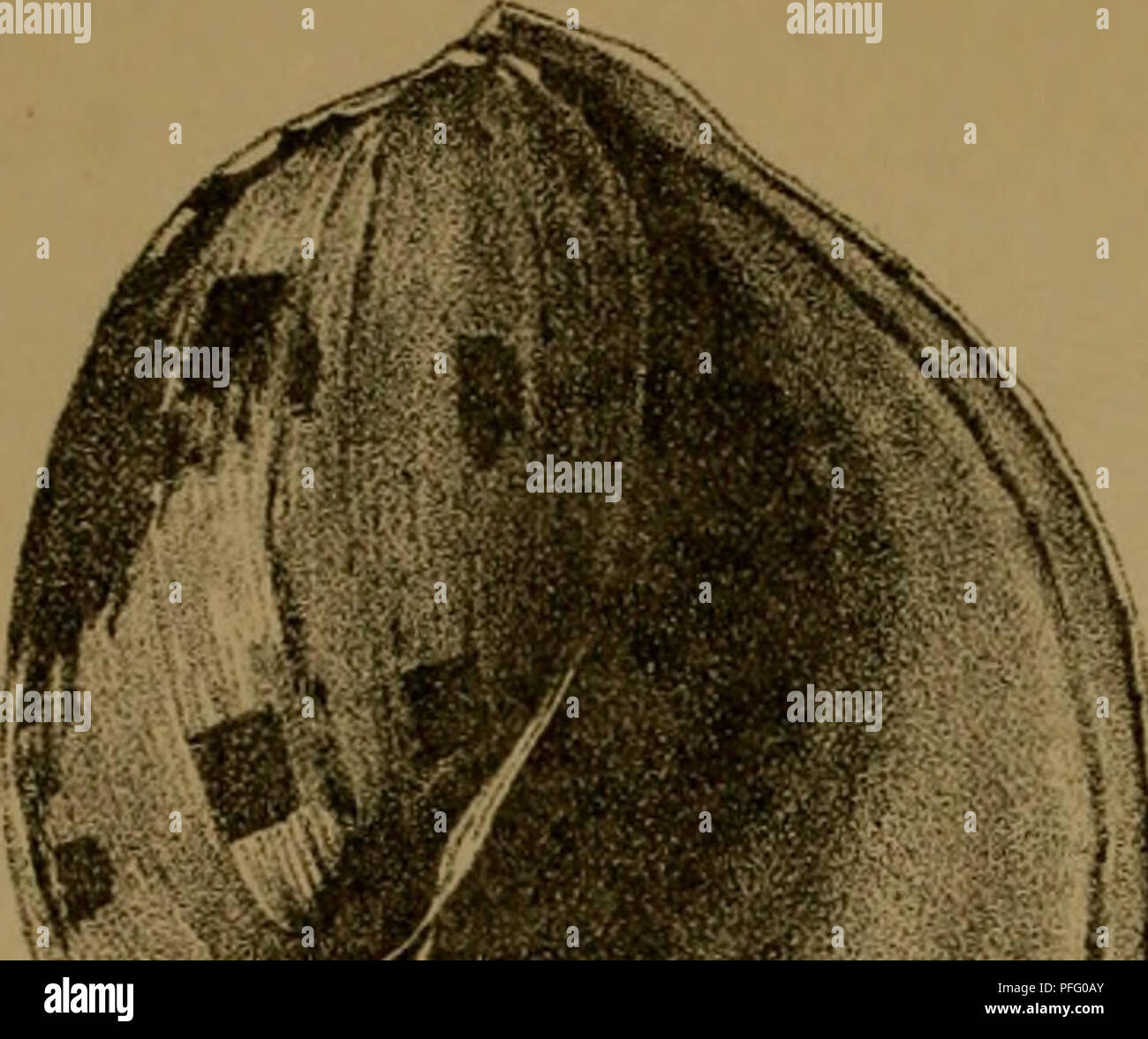This zoological journal focuses on various species and their ...