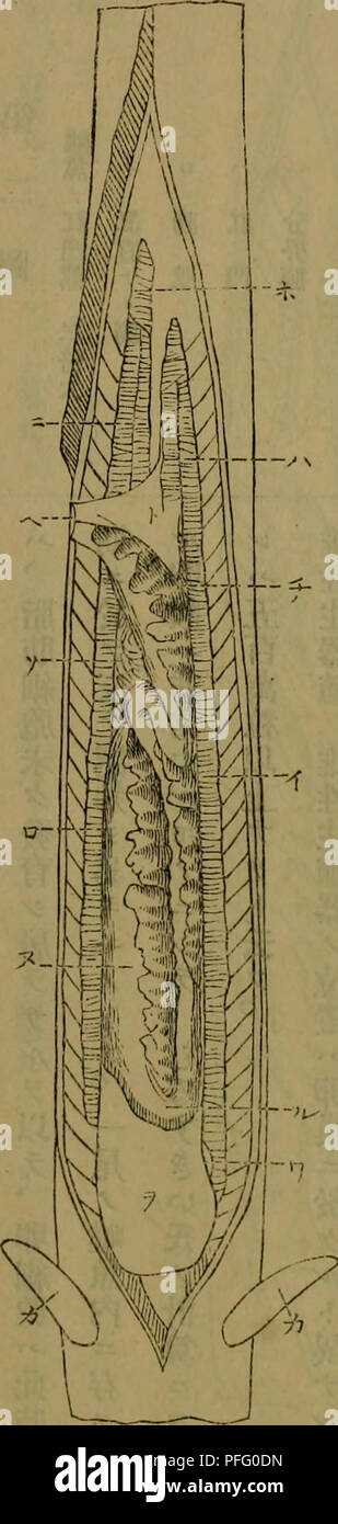 A journal dedicated to zoology, including diverse studies and articles ...