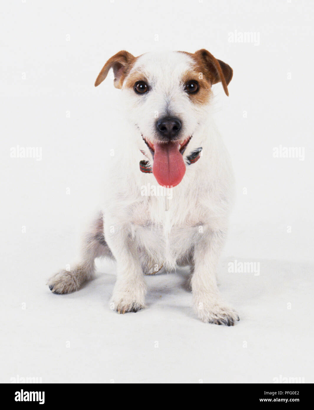 Jack Russell sitting Stock Photo - Alamy
