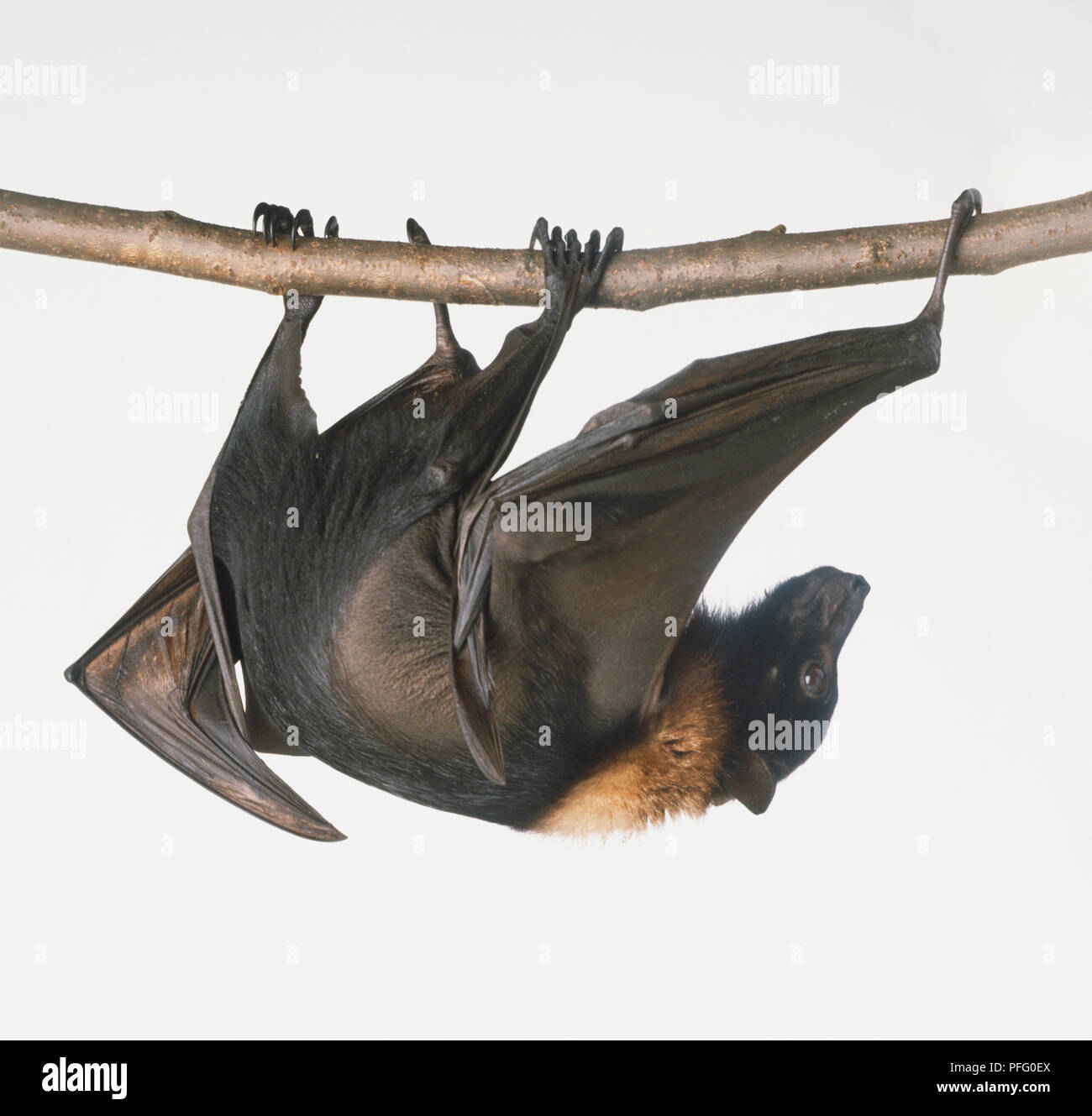 Old world fruit bats hi-res stock photography and images - Alamy