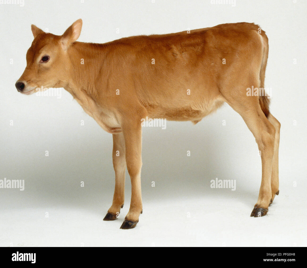 Young Jersey calf, tan coloured fur, standing, side view Stock Photo ...
