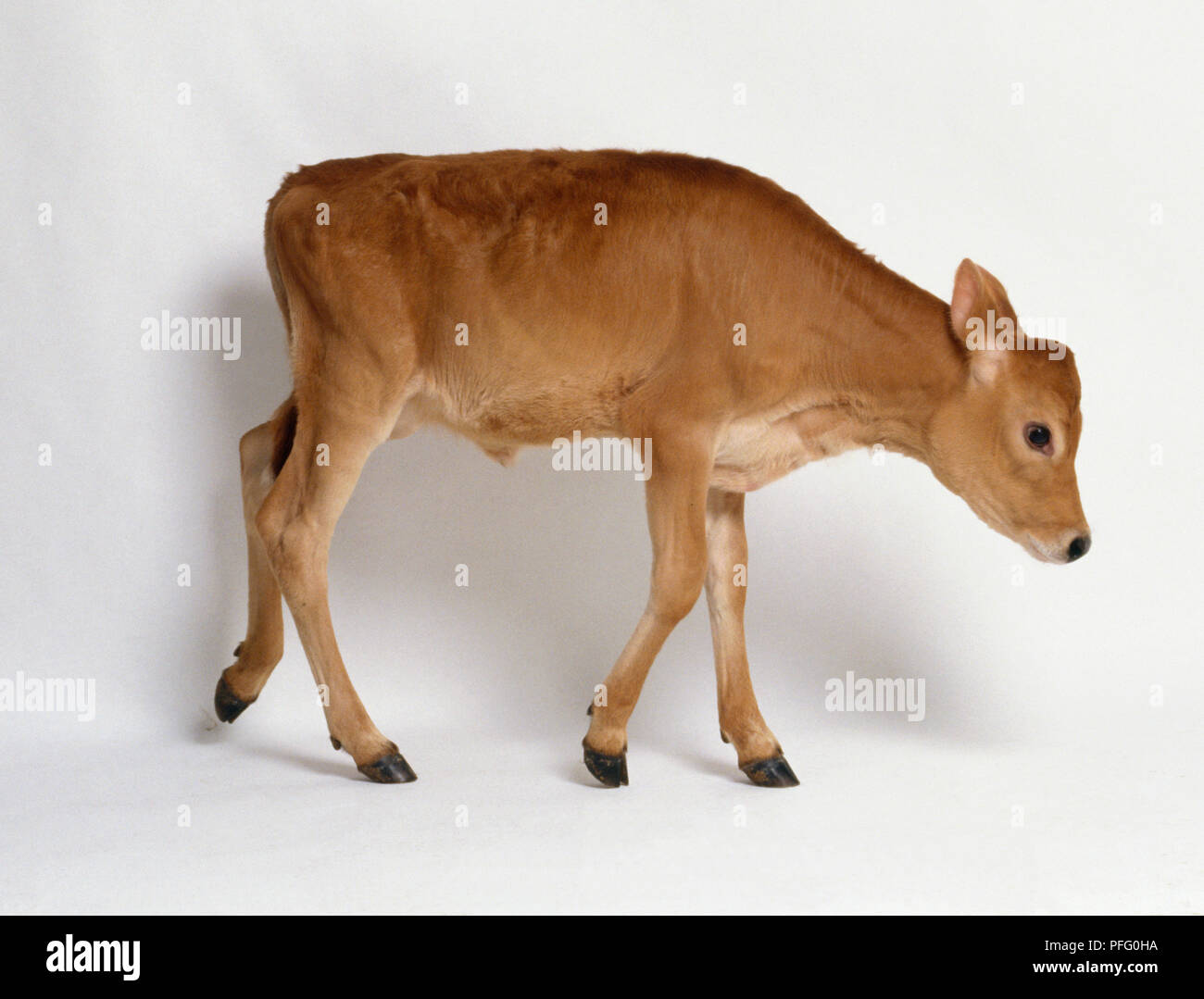 Calf eyes hi-res stock photography and images - Alamy