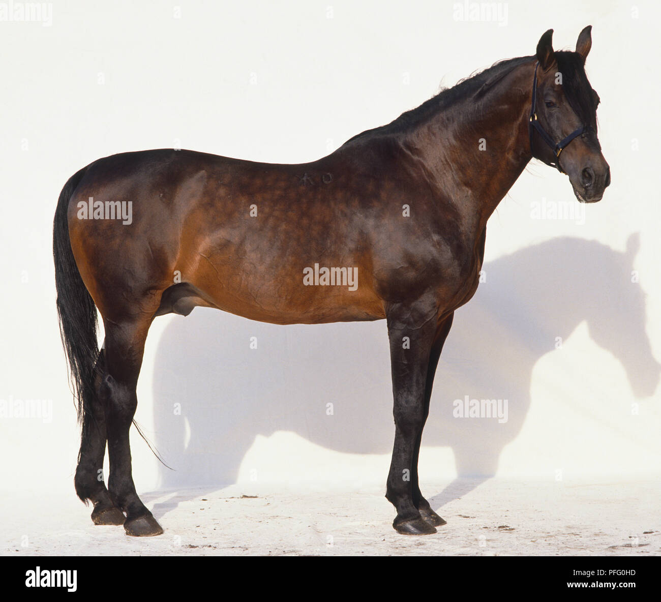 Furioso horse hi-res stock photography and images - Alamy