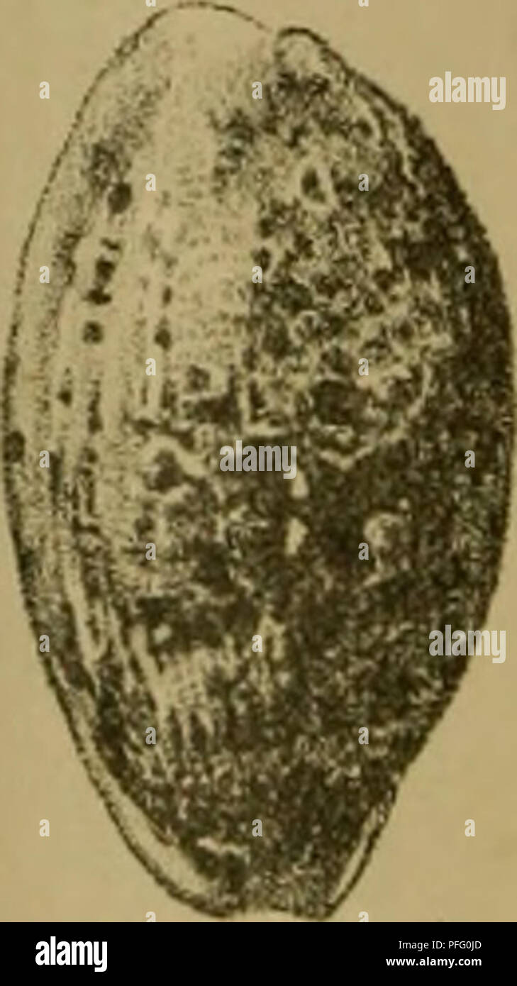 This image is from 'Dbutsugaku Zasshi,' a Japanese zoological journal ...