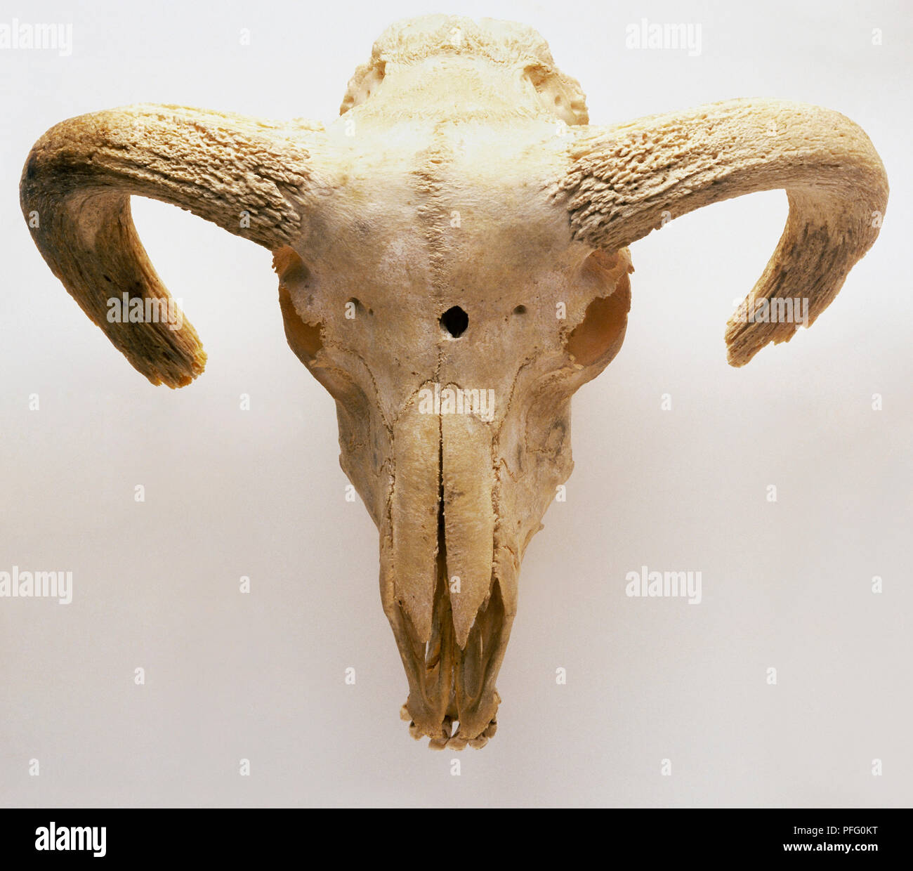 Battering ram hi-res stock photography and images - Alamy