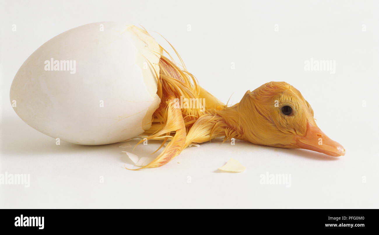 Duckling Hatching High Resolution Stock Photography and Images - Alamy