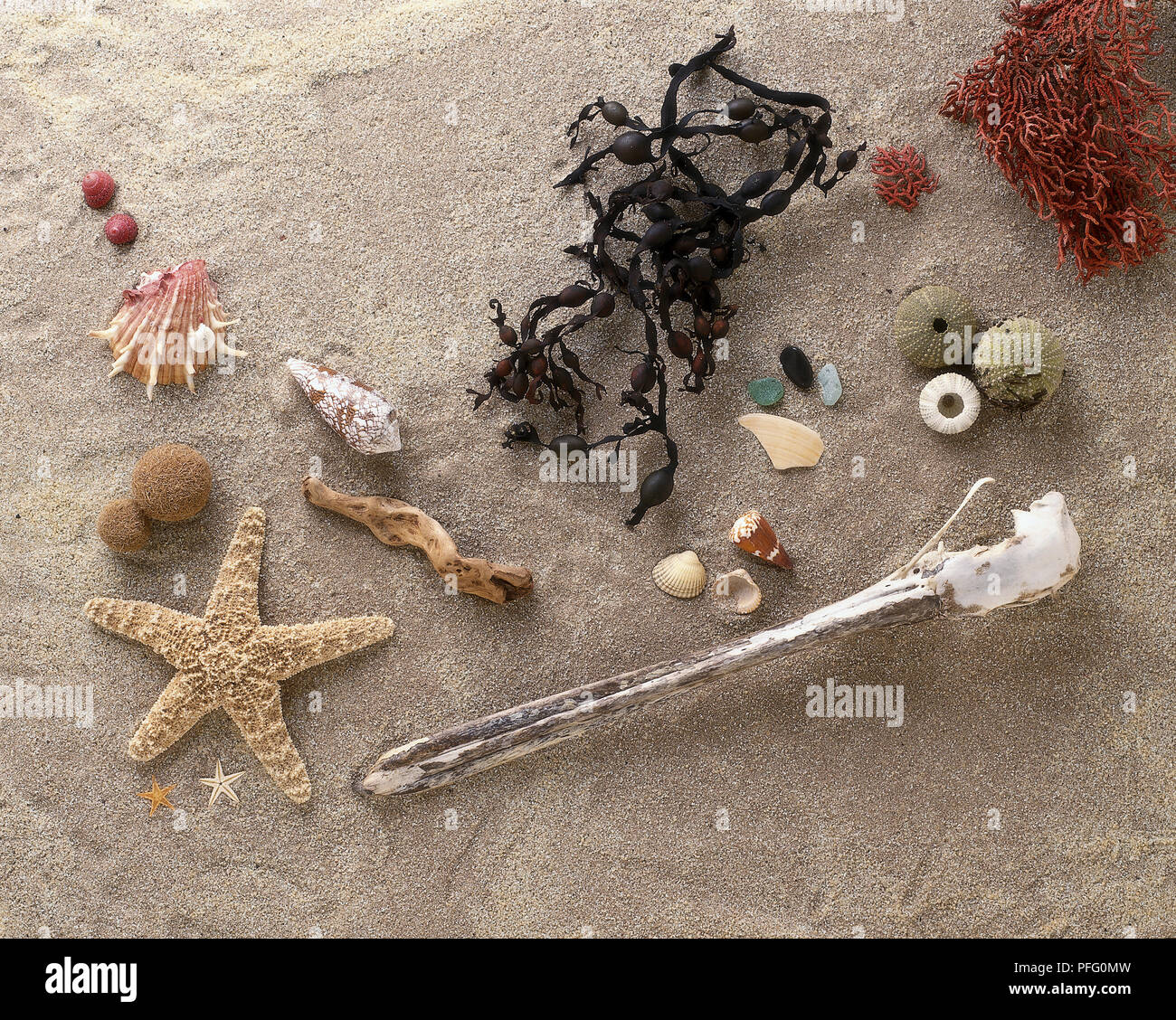 Variety of objects on beach, including shells, starfish, seaweed Stock ...
