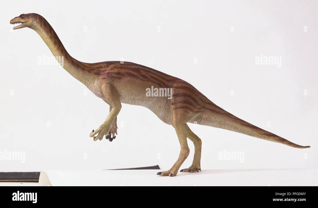 Animals features hi-res stock photography and images - Alamy