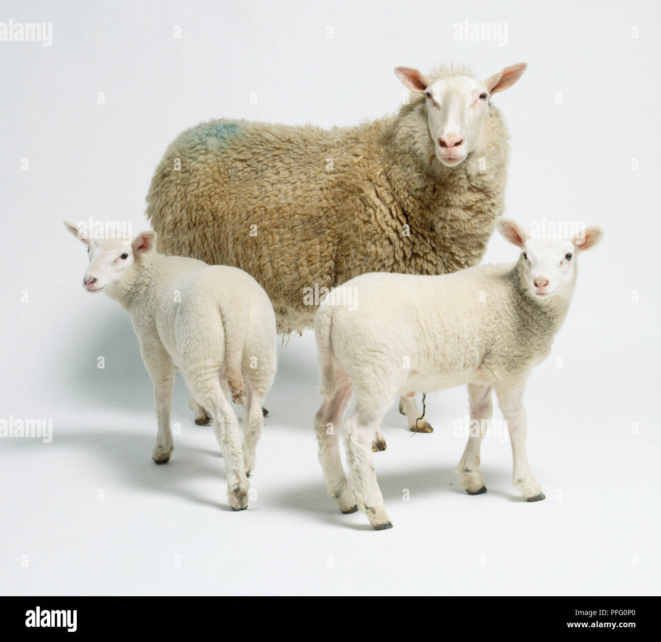 Two forward facing hi-res stock photography and images - Alamy