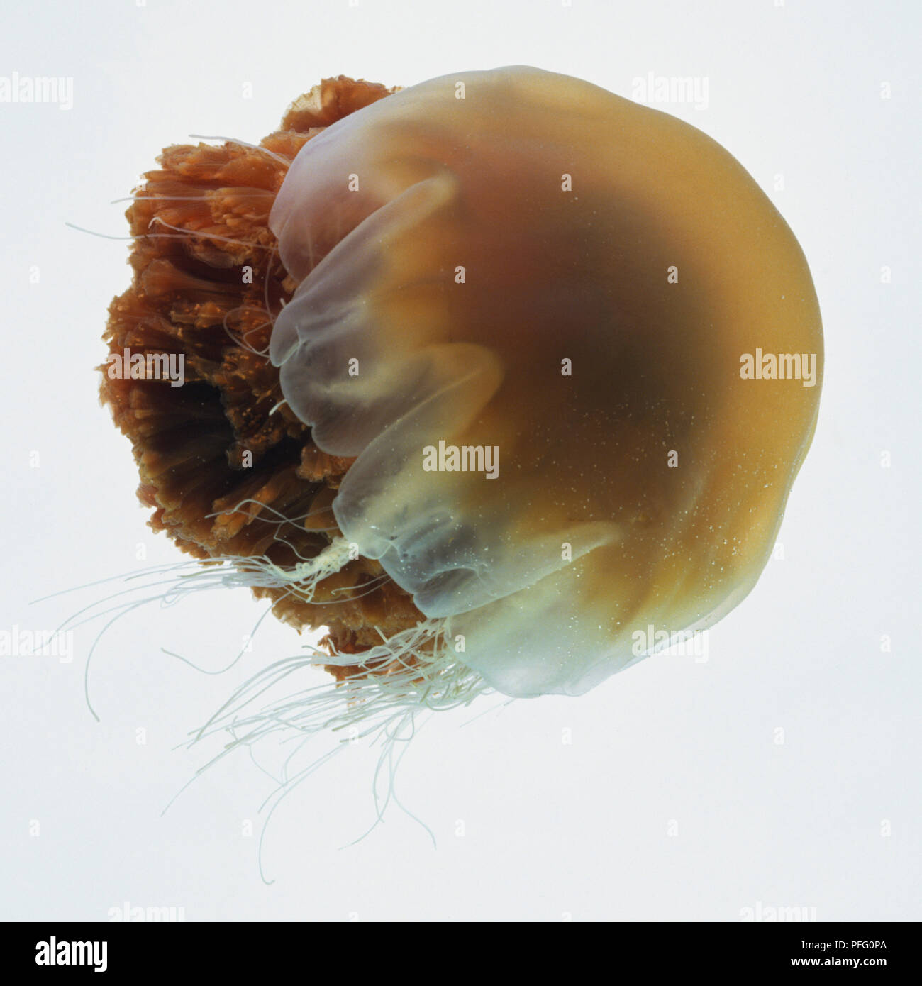 Cnidaria jellyfish hi-res stock photography and images - Alamy