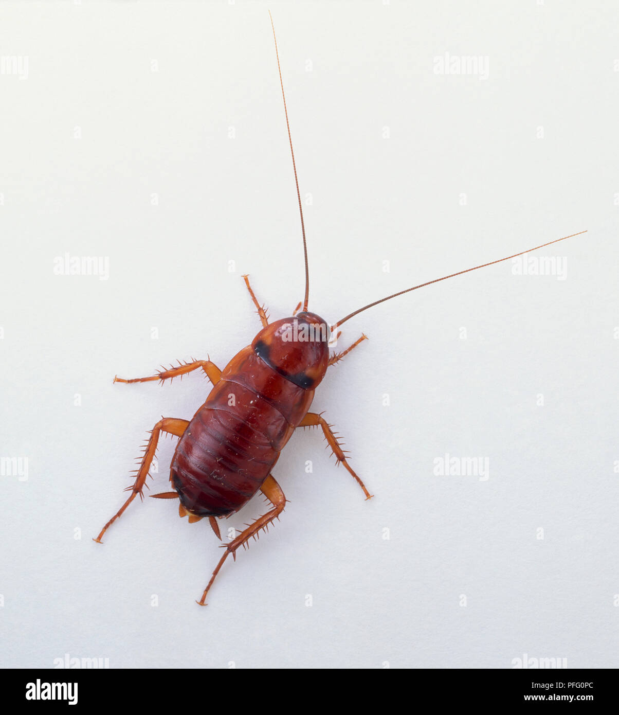 American Cockroach (Periplaneta americana), view from above Stock Photo ...