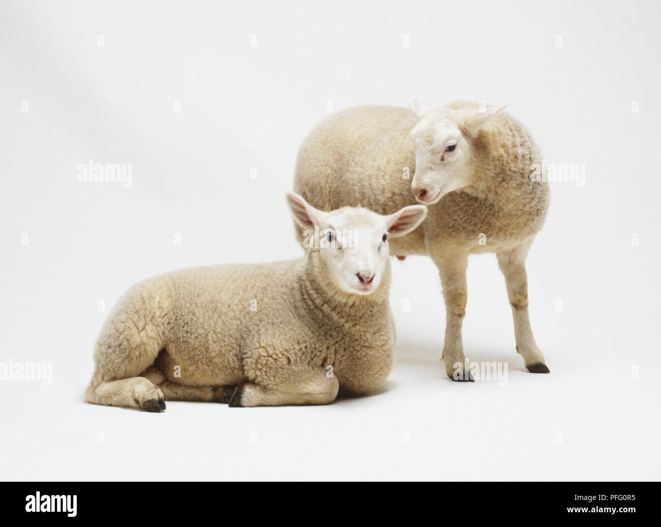 Two sheep lying down hi-res stock photography and images - Alamy