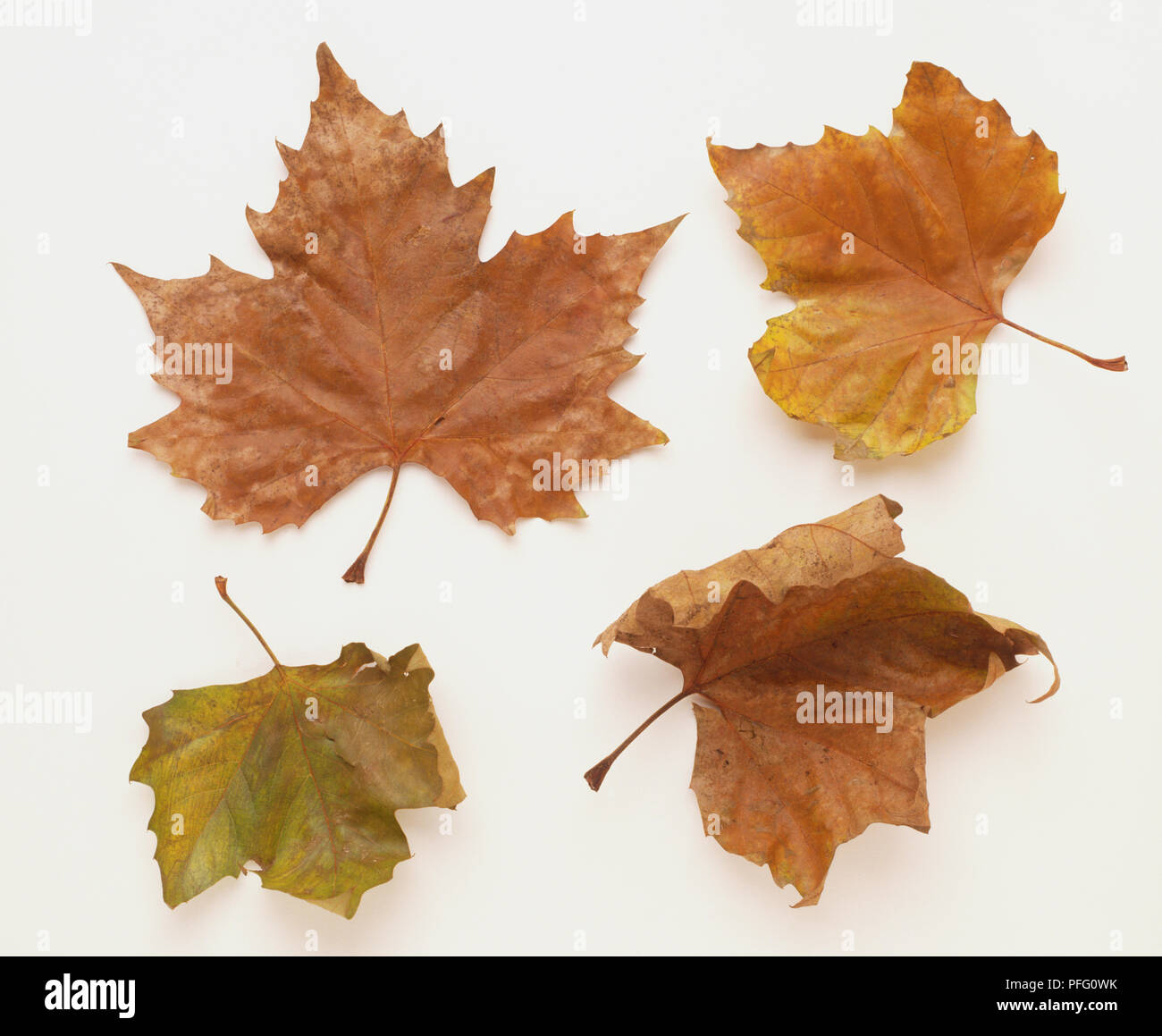 Four Maple leaves showing shades of brown, green and yellow ...