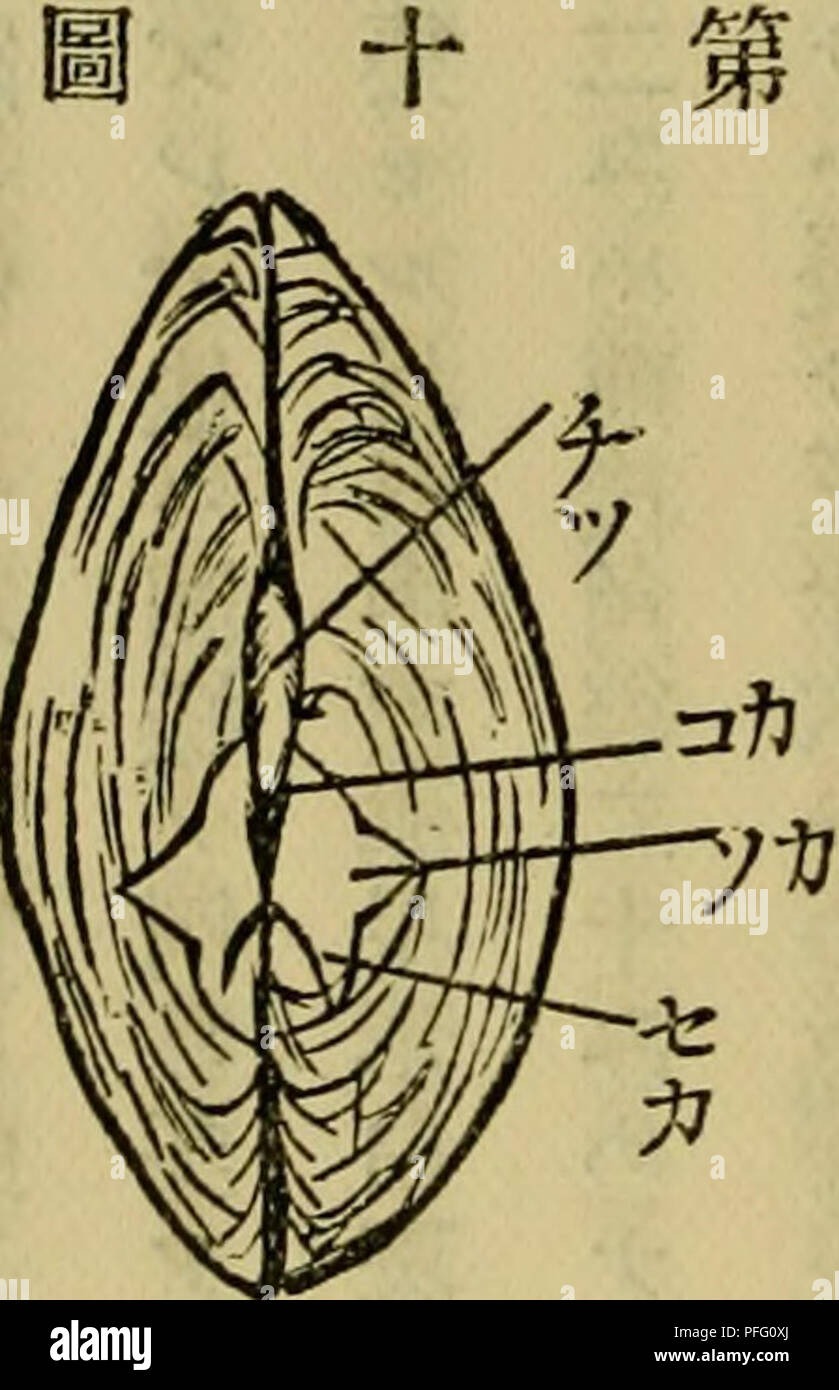 Includes various anatomical features of different species hi-res stock ...