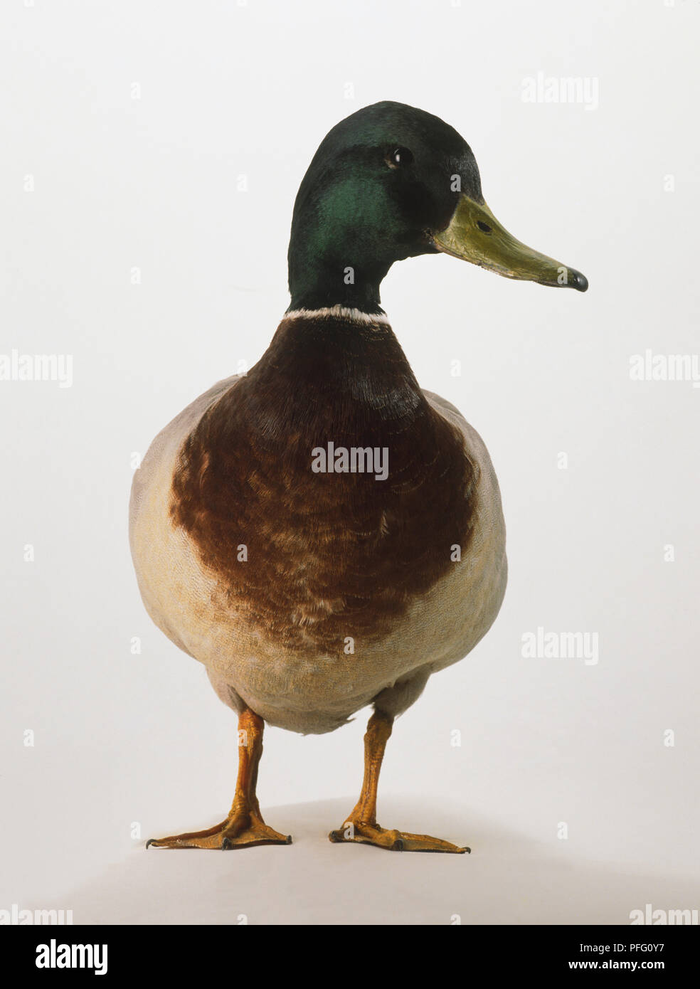 Mallard duck (Anas platyrhynchos), front view Stock Photo - Alamy
