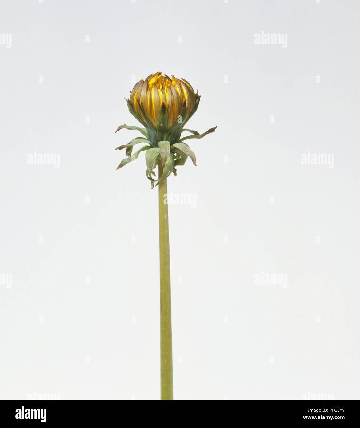 Part of flowerhead hi-res stock photography and images - Alamy