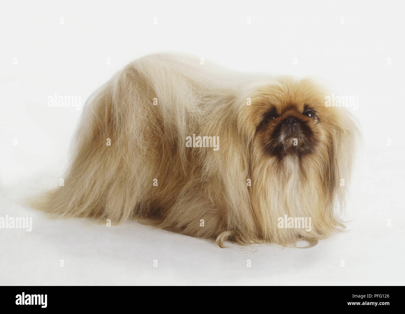 White pekingese dog hi-res stock photography and images - Alamy