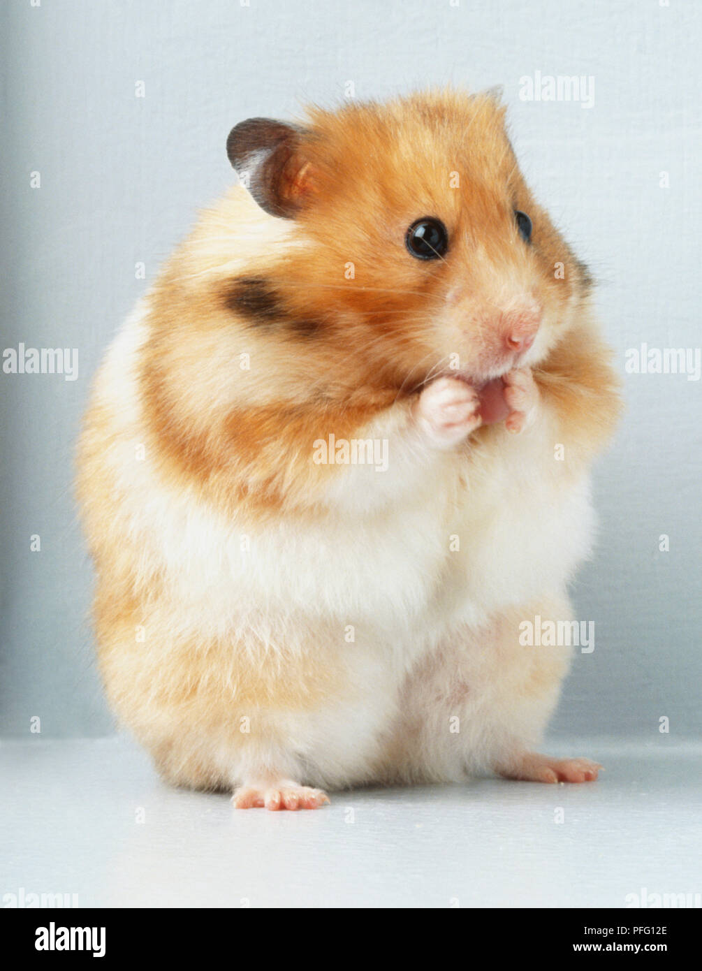 Common Hamster (Cricetus cricetus) sitting on its hind legs eating a ...
