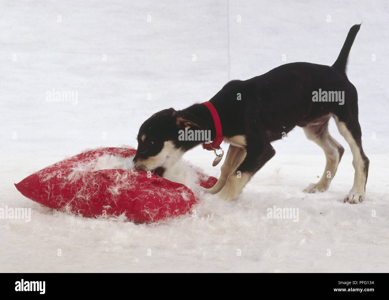 Mongrel puppy hi-res stock photography and images - Alamy