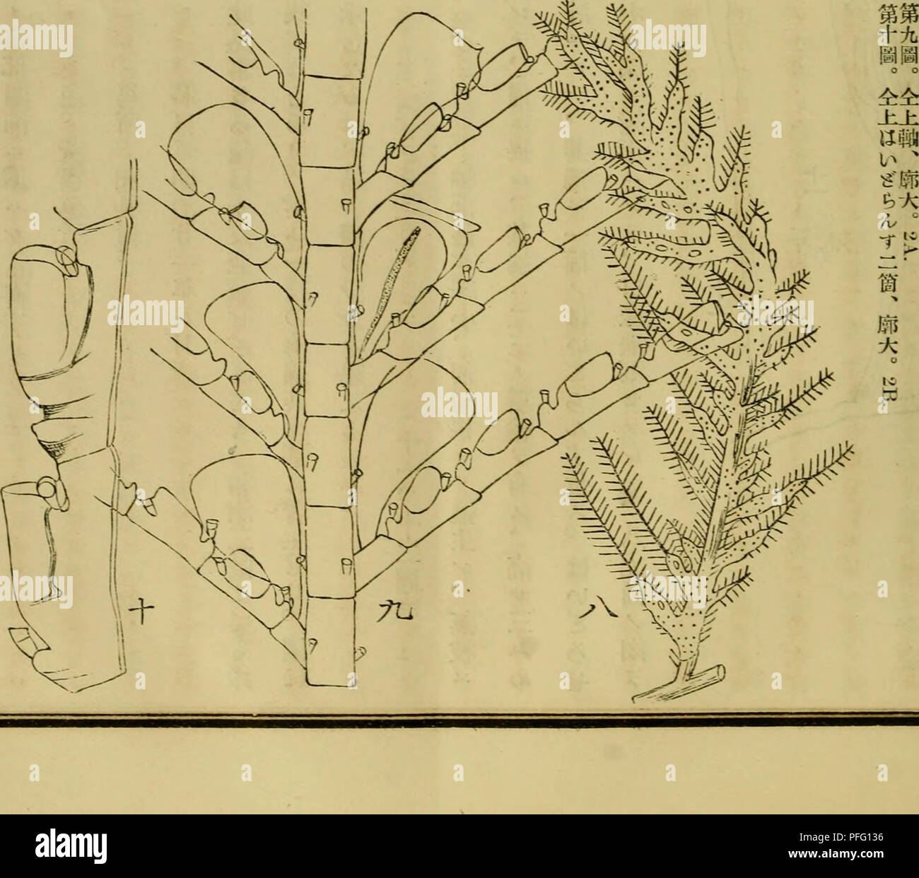 This zoology journal explores various species and classifications ...