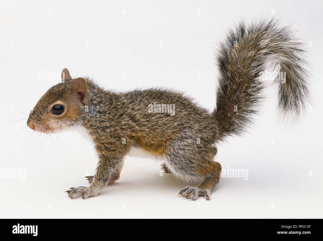 Squirrel (Sciuridae) on all fours, side view Stock Photo - Alamy