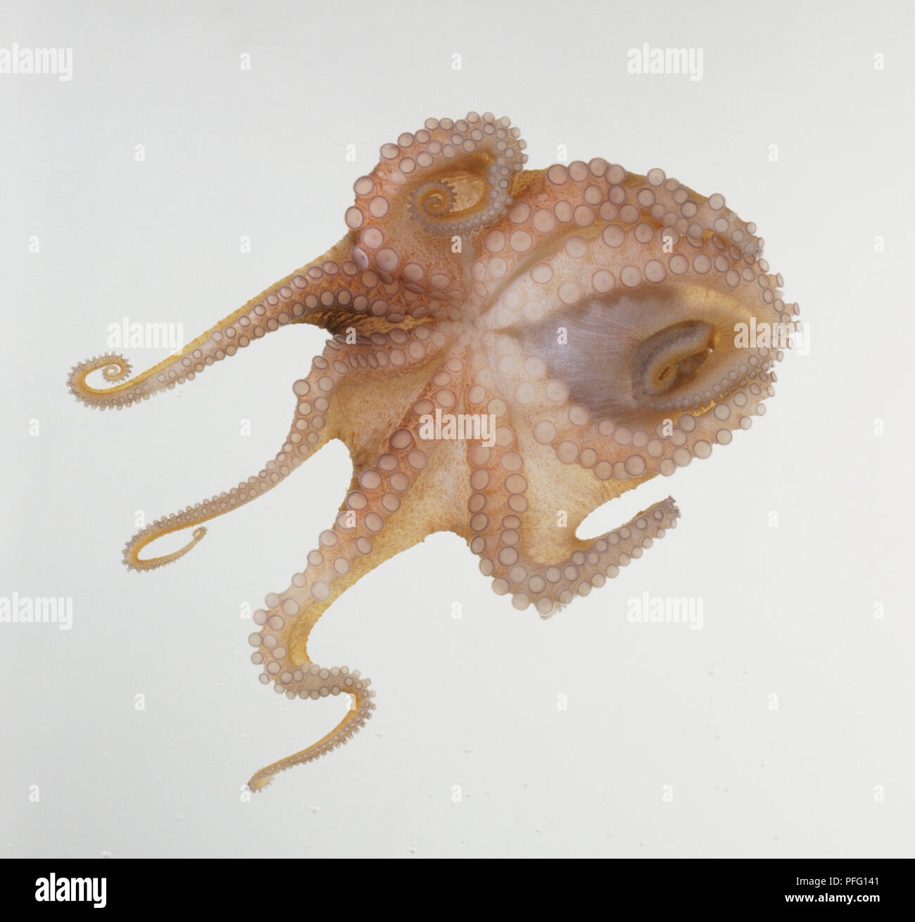 Underside view of Common Octopus, Octopus vulgaris Stock Photo - Alamy