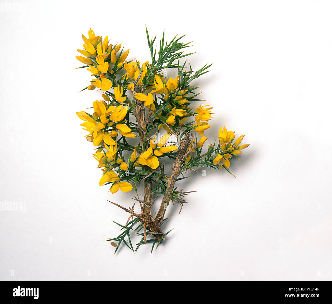 Yellow flowering stems of Ulex parviflorus (Gorse Stock Photo - Alamy