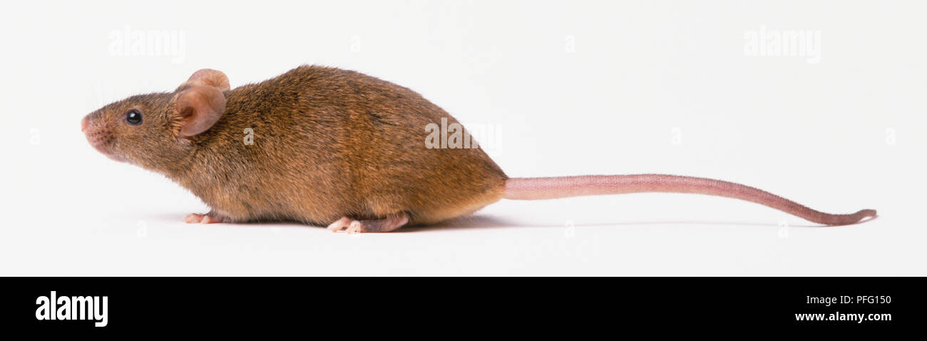 Brown mouse (Mus musculus), side view Stock Photo - Alamy