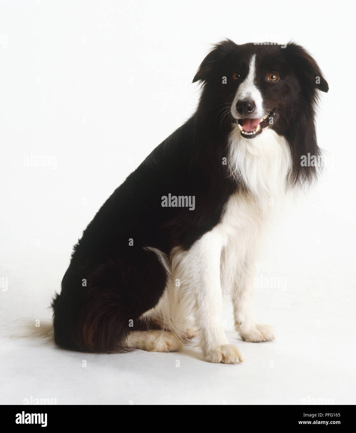 Border Collie dog (Canis familiaris Stock Photo - Alamy