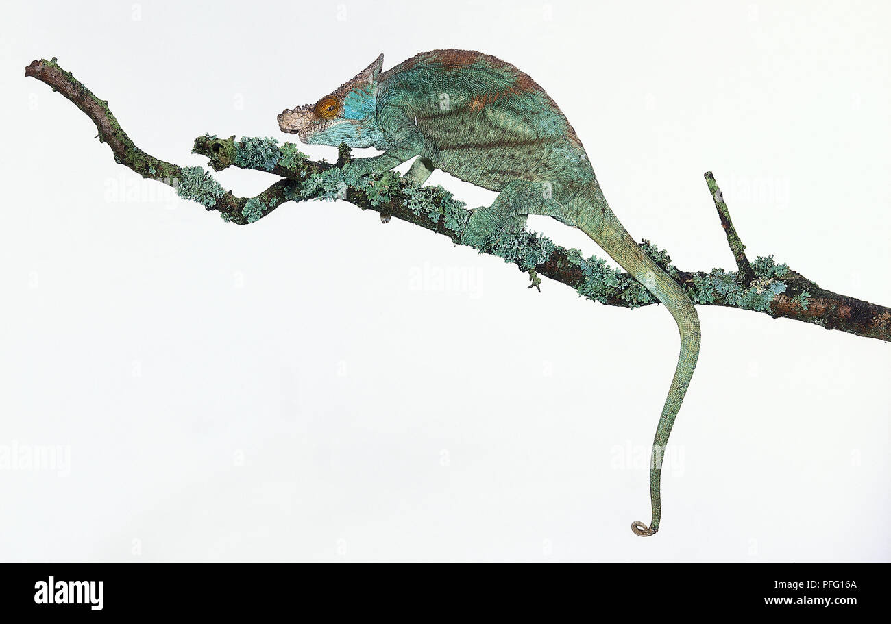 Parson's chameleon's colours intensifying for disguise Stock Photo - Alamy