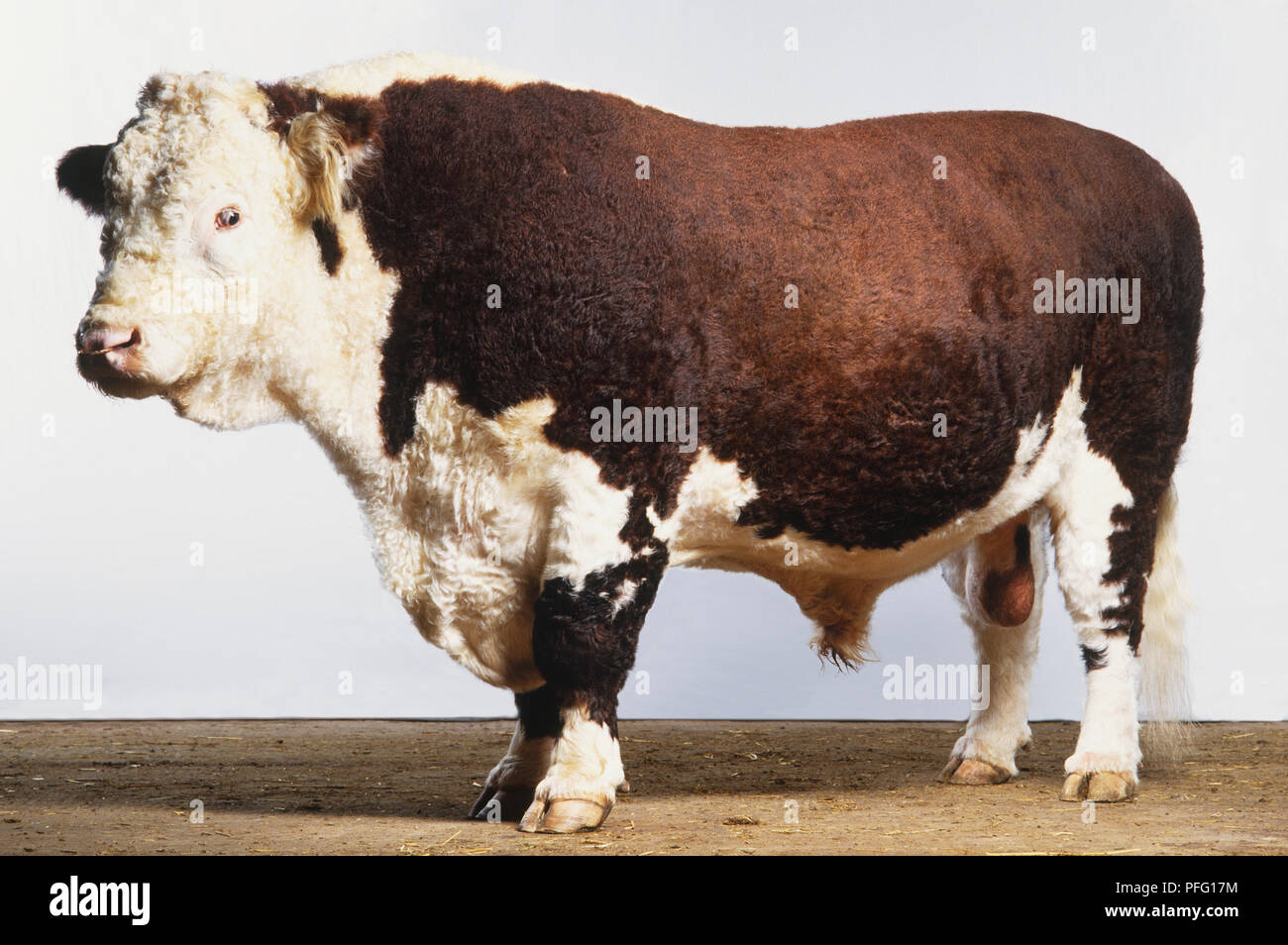Hereford bull profile hi-res stock photography and images - Alamy