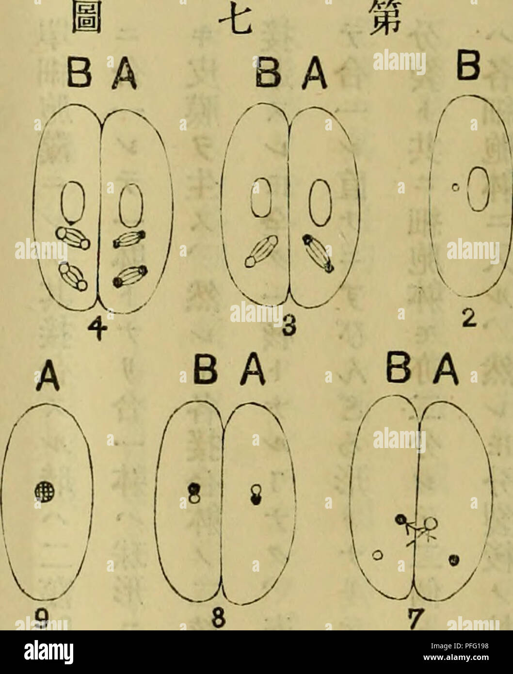 This publication focuses on various zoological topics, with particular ...