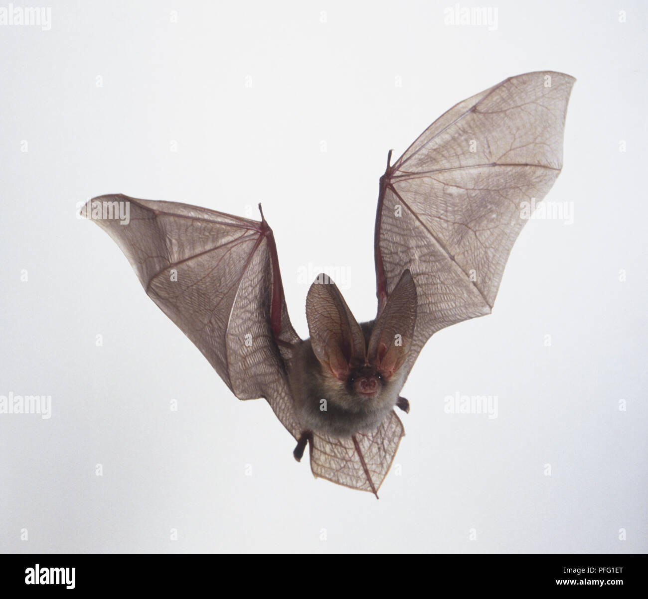Long-eared Bat (Plecotus austriacus) in flight, wings raised, front ...