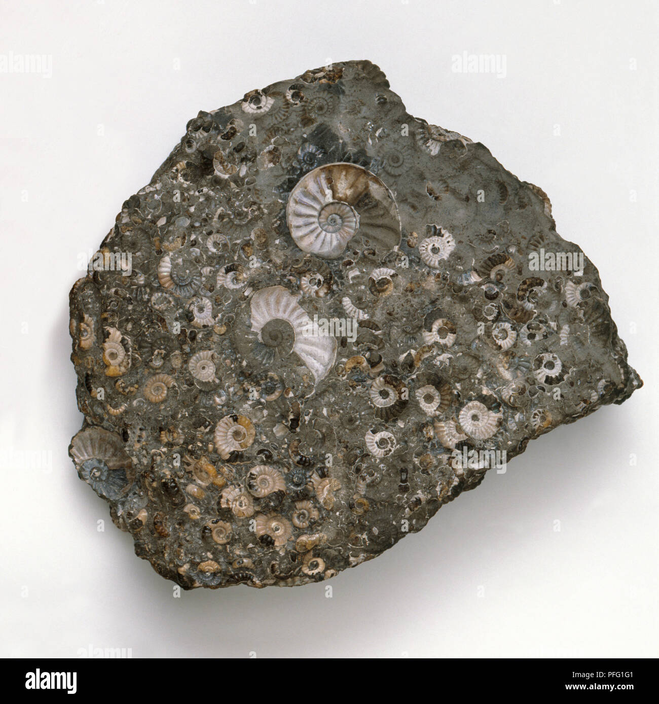 Triassic-Jurassic era limestone encrusted with ammonite fossils, close ...