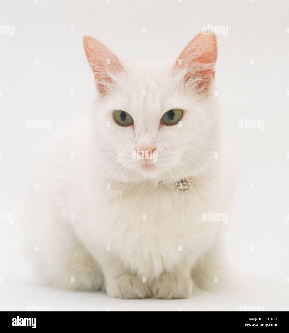 A white female cat with green eyes Stock Photo - Alamy