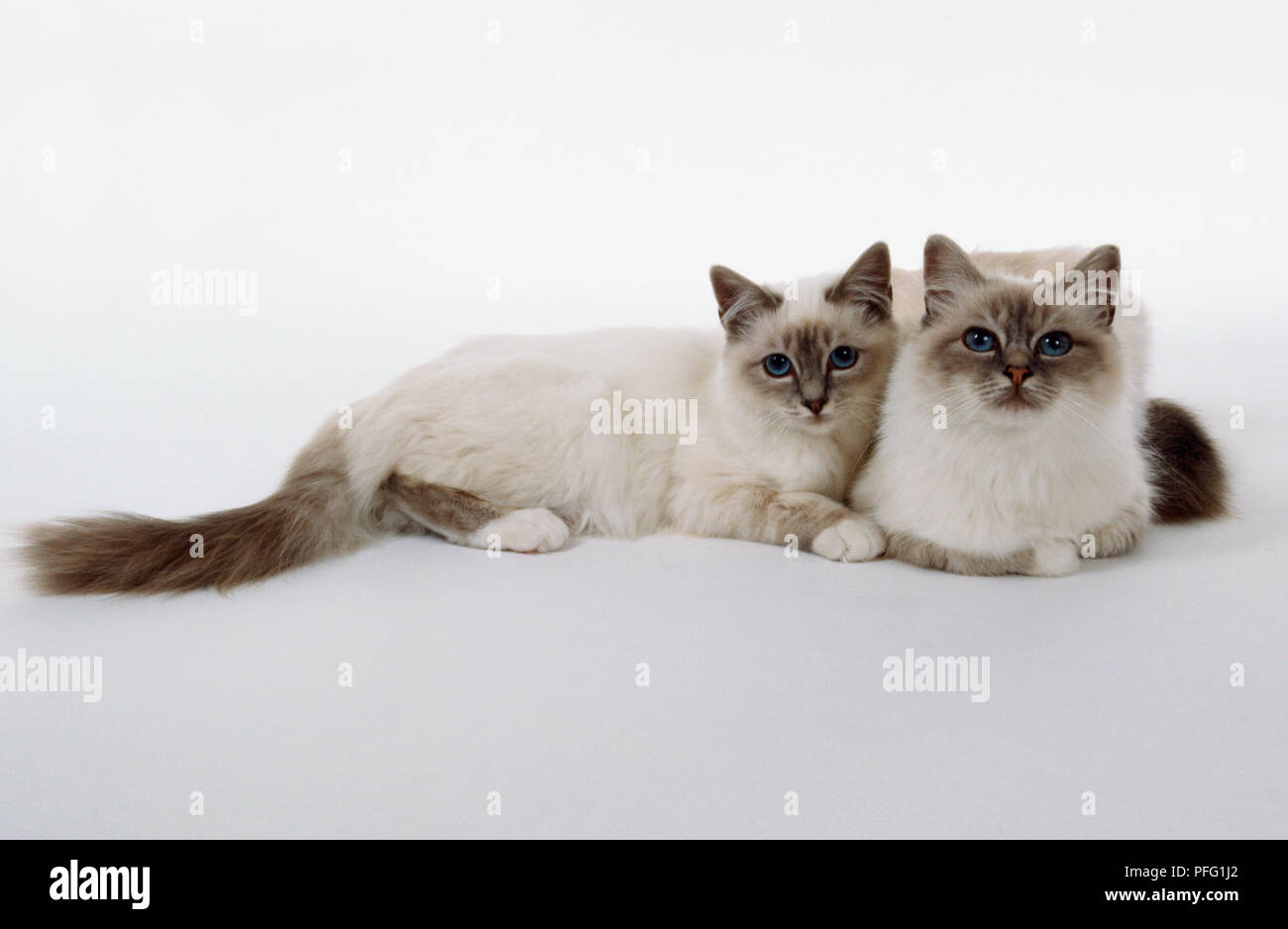 Two Blue Tabby Point Birman cats lying together Stock Photo - Alamy