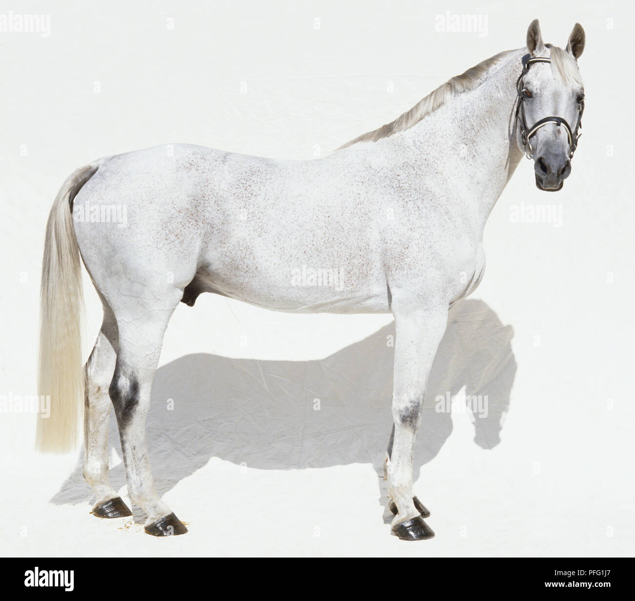 Trakehner horse hi-res stock photography and images - Alamy