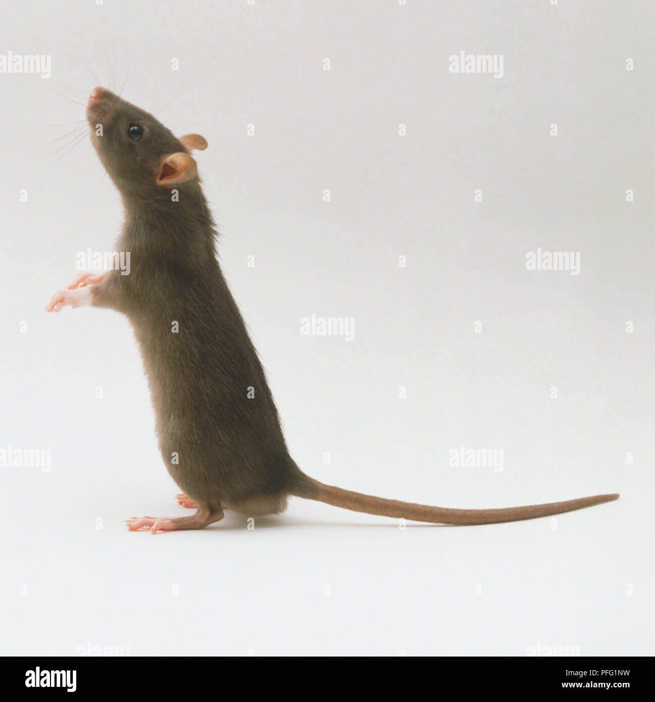 Brown Rat (Rattus norvegicus) standing on its hind legs, side view ...