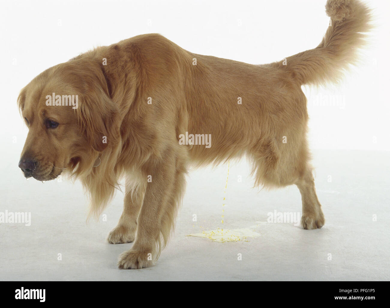 A Golden Retriever with long soft fur urinates into a puddle on the ...