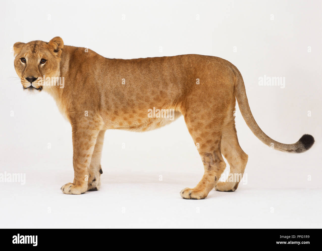 Lioness Side View Drawing