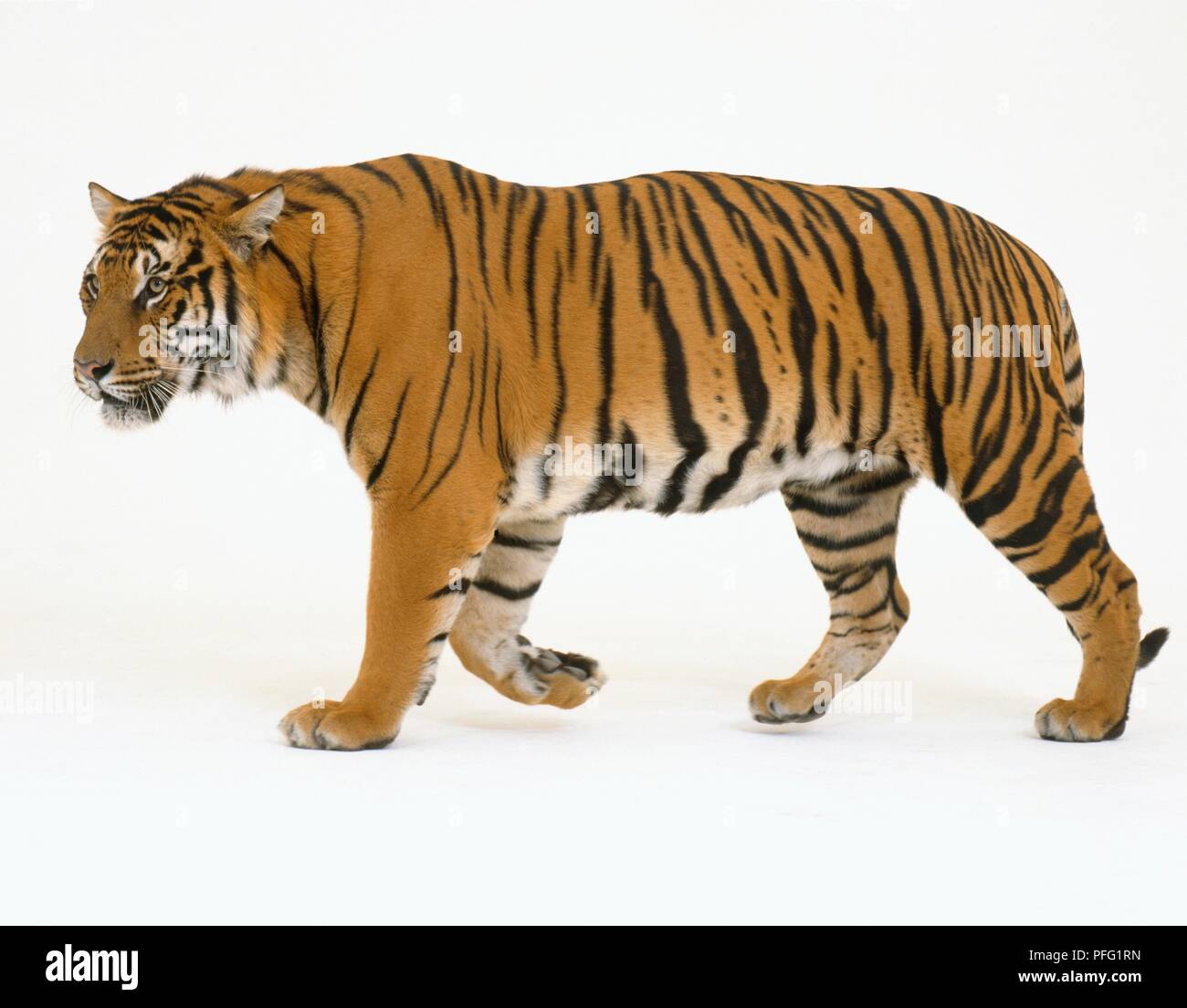 Tiger Walking Side View