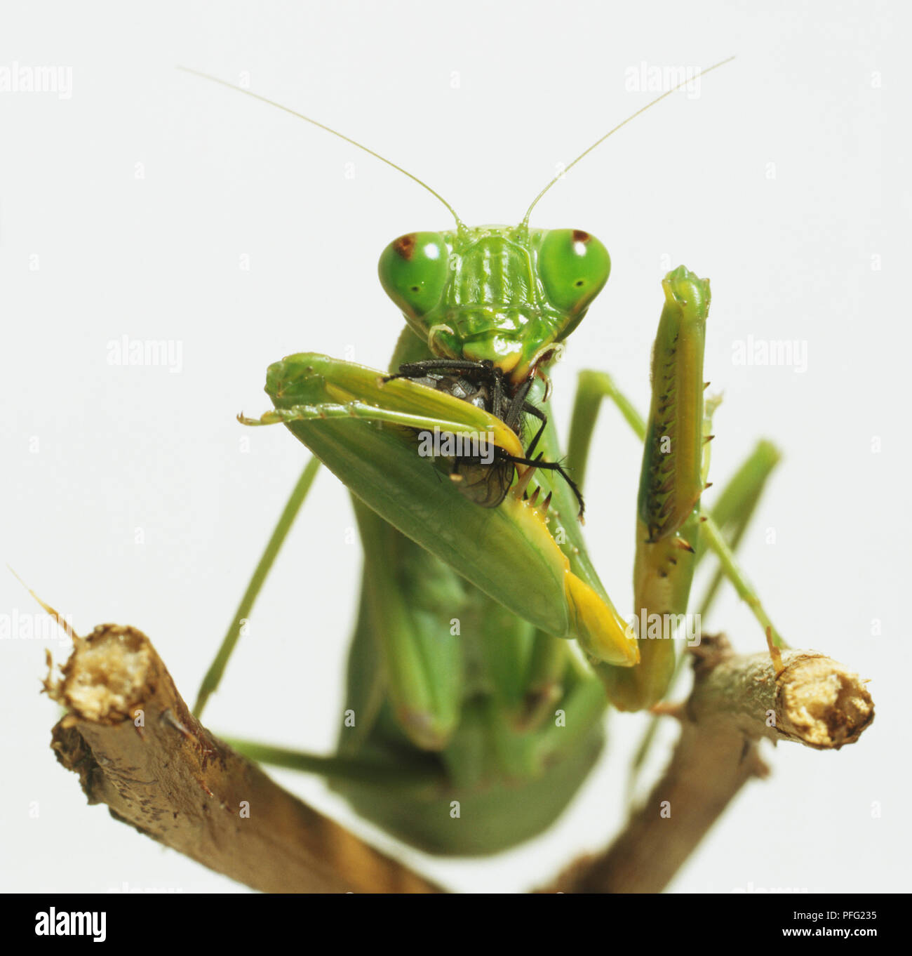 A green praying mantis with bulbous eyes and slender antennae devours a ...