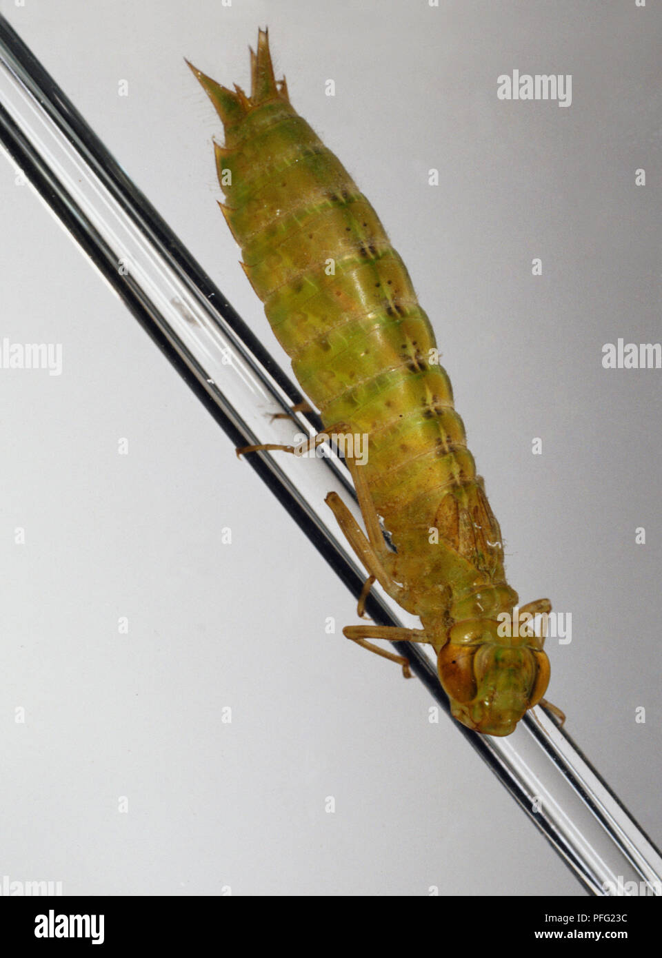 A green Dragonfly Nymph with a long narrow body Stock Photo - Alamy